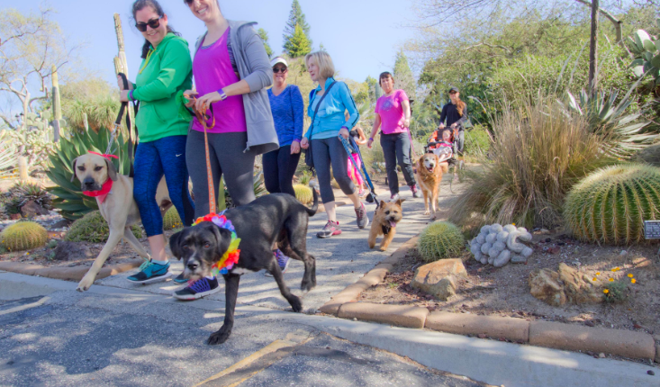 Paw Walk 2017 2 - 101 Things To Do In San Diego